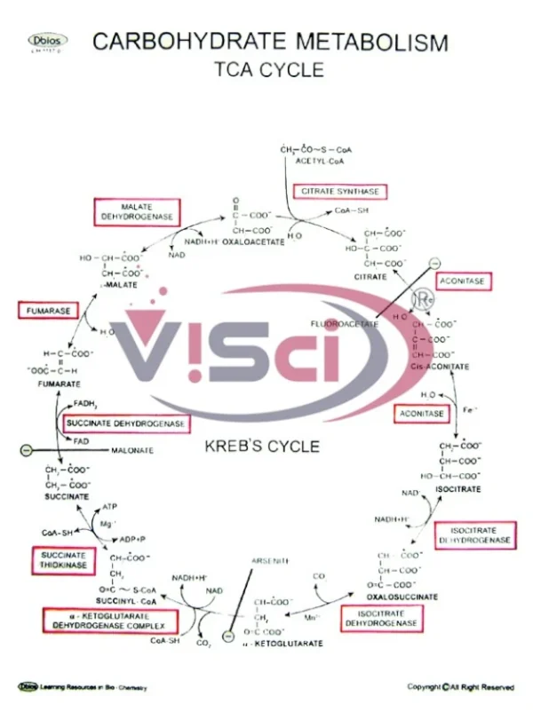 Carbohydrate Metabolism TCA Cycle Chart Manufacturers in India | Viscilabs