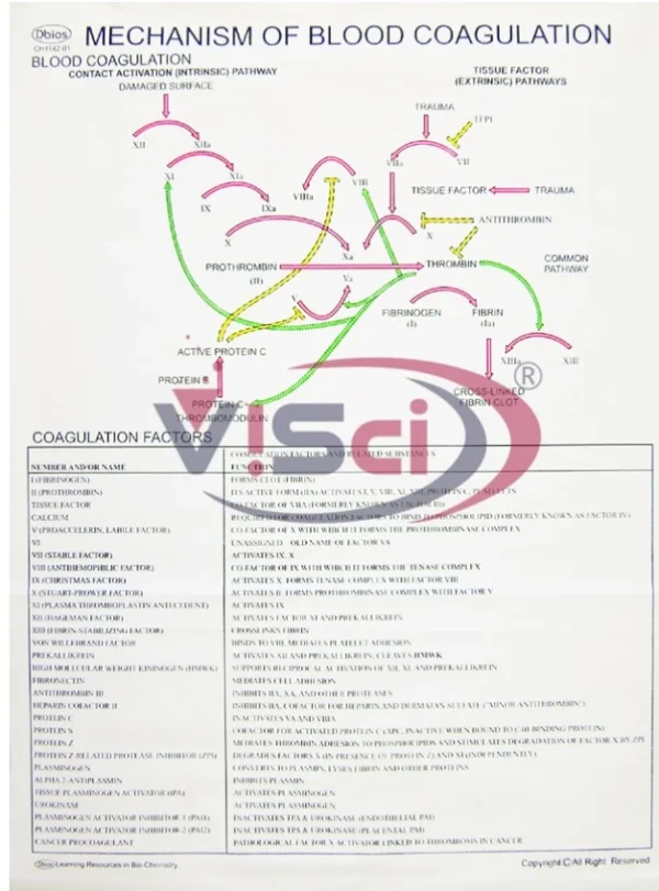 Mechanism Blood Coagulation Chart Manufacturers & Suppliers in India ...