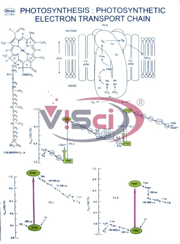 Photosynthesis Photosynthetic Electron Transport Chain Chart in India ...